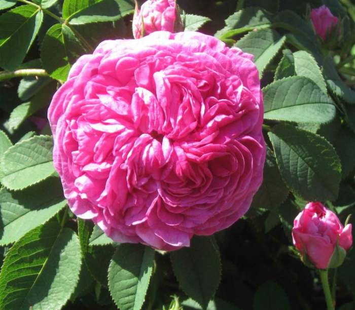 Jesenja sadnja ruža i izbor prave ruže za vas