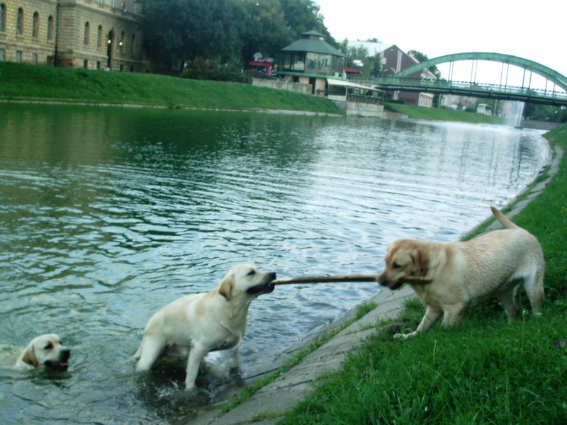 Vrhunski labrador - samo za naše čitaoce!