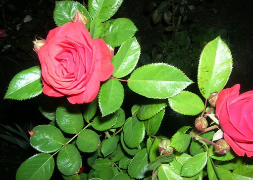 Ruža - mit kako je nastala kraljica cveća i kako se pravi sirup i sok ...