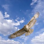 Grb Srbije - šta znači dvoglavi beli orao i kako je nastao novi srpski grb