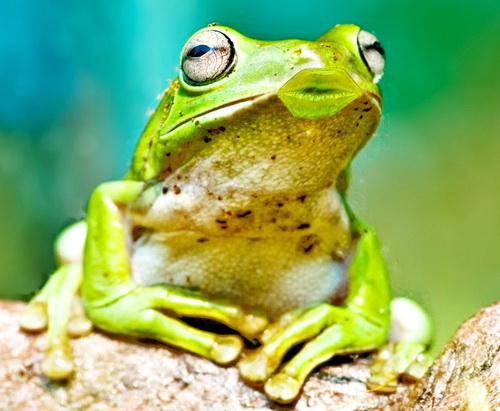 Kada žabe prestanu da krekeću – Raifski Bogorodičin manastir, Kazanj