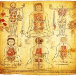 Trava Iva ili Gorski Dubčac (Teucrium Montanum)