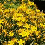 Trava Iva ili Gorski Dubčac (Teucrium Montanum)