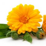 Rtanjski čaj - Satureja Montana i Čubar - Satureja Hortensis L.