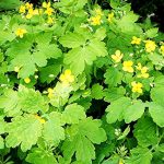 BILJKA BILJKU TRAŽI... SLAGANJE BILJKI U BAŠTI