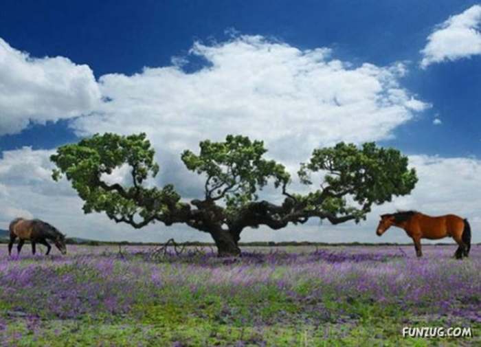 Neverovatno drveće - fotografije neobičnog drveća