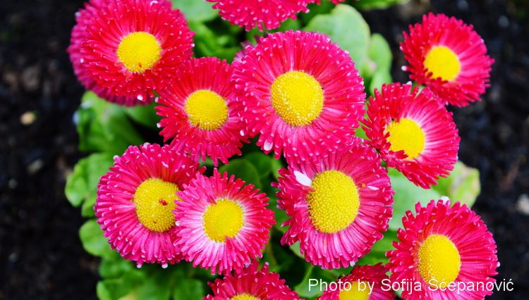 Proleće i cveće - fotografije prolećnog cveća