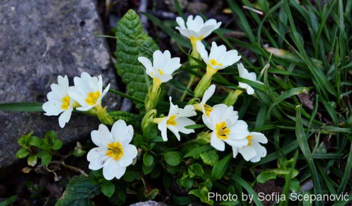 Proleće i cveće - fotografije prolećnog cveća