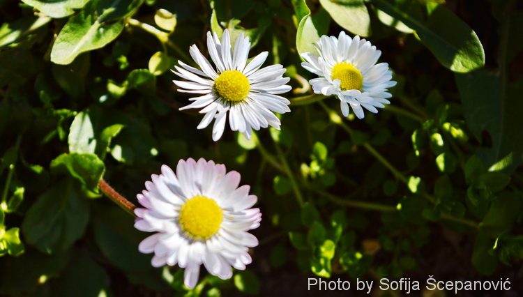 Proleće i cveće - fotografije prolećnog cveća