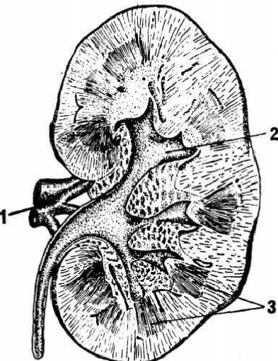 Mokrenje i mokraća, mokraćni mjehur i bubrezi