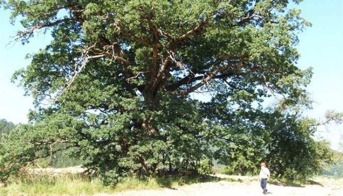 Vlast Srbije seče hrast star 600 godina kod Gornjeg Milanovca!