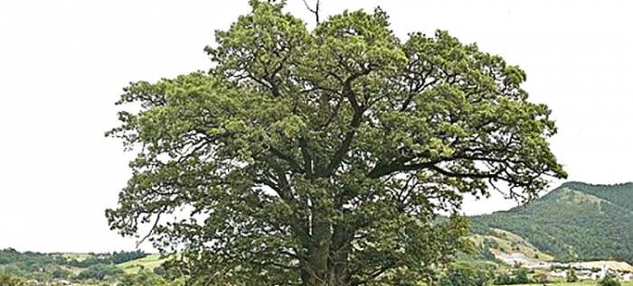 Posečen je stari hrast - vlast ili gde smo ono stali?