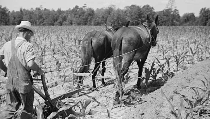 Prva brazda - Milovan Glišić