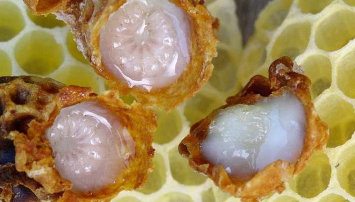 Matični mleč - Med je hrana, med je lek (4)