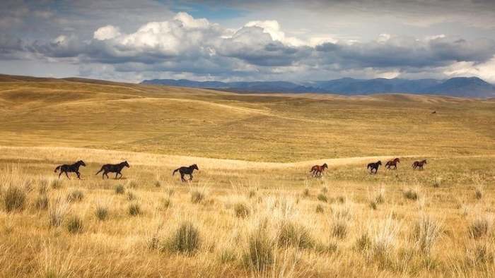 Ti mi o stepama ne pričaj više
