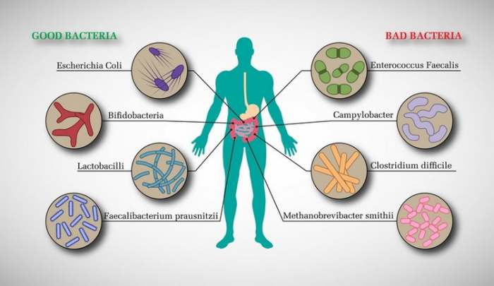 Ljudski mikrobiom – šta su mikrobiomi, mikrobiota i mikrobi u telu