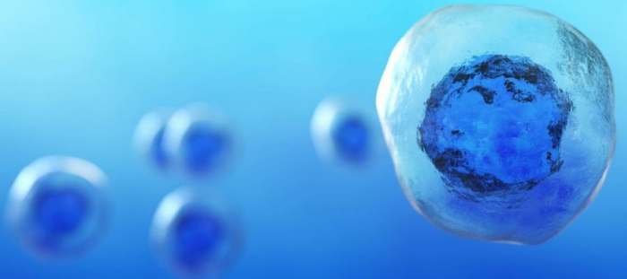 Matične ćelije i primena matičnih ćelija u lečenju zglobova