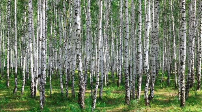 Breza (Betula pendula) – lekovita svojstva i zdravstveni značaj breze