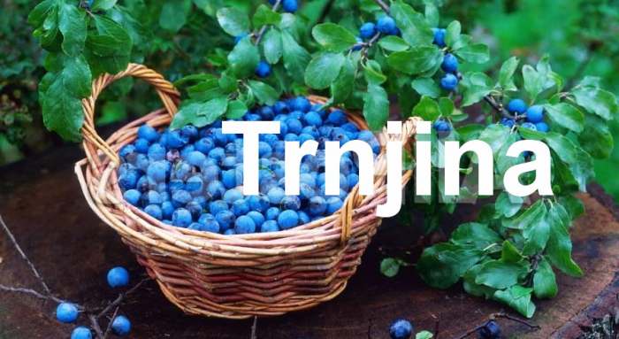 Trnjina (Prunus spinosa) je lekovita bobica koja pomaže crevnoj flori