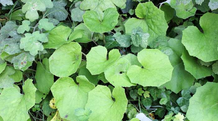 Podbel (Tussilago farfara) – lekovita svojstva podbela na kašalj