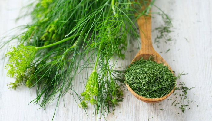 Mirođija osim što je aromatični začin je i lekovito bilje!