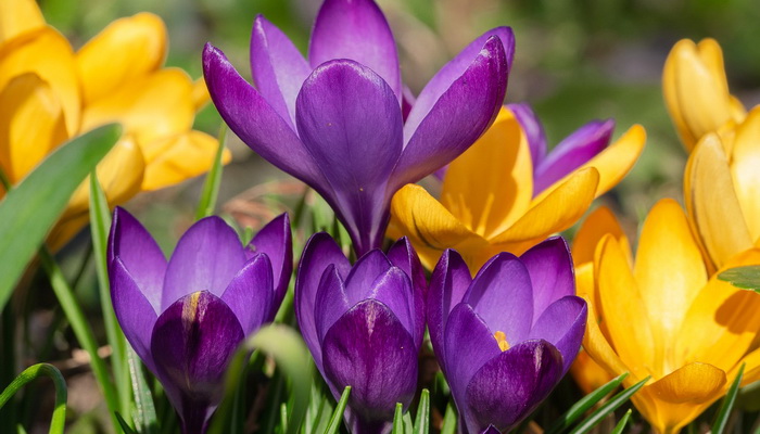 Zlatni začin - šafran, specifičan po boji i lekovitim svojstvima